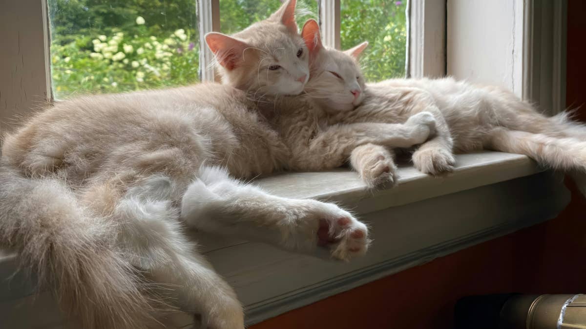 These cats are basically the feline versions of 'works smarter' vs ...