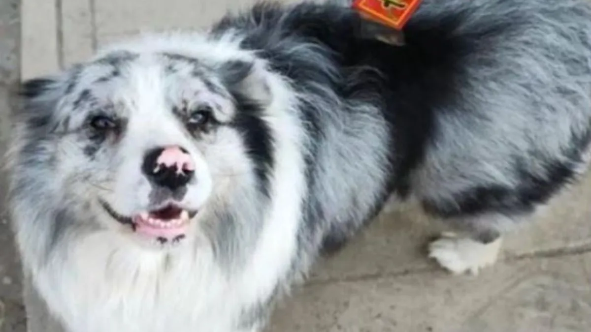 Celebrity dog with over 1.5 million followers stolen, slaughtered in ...
