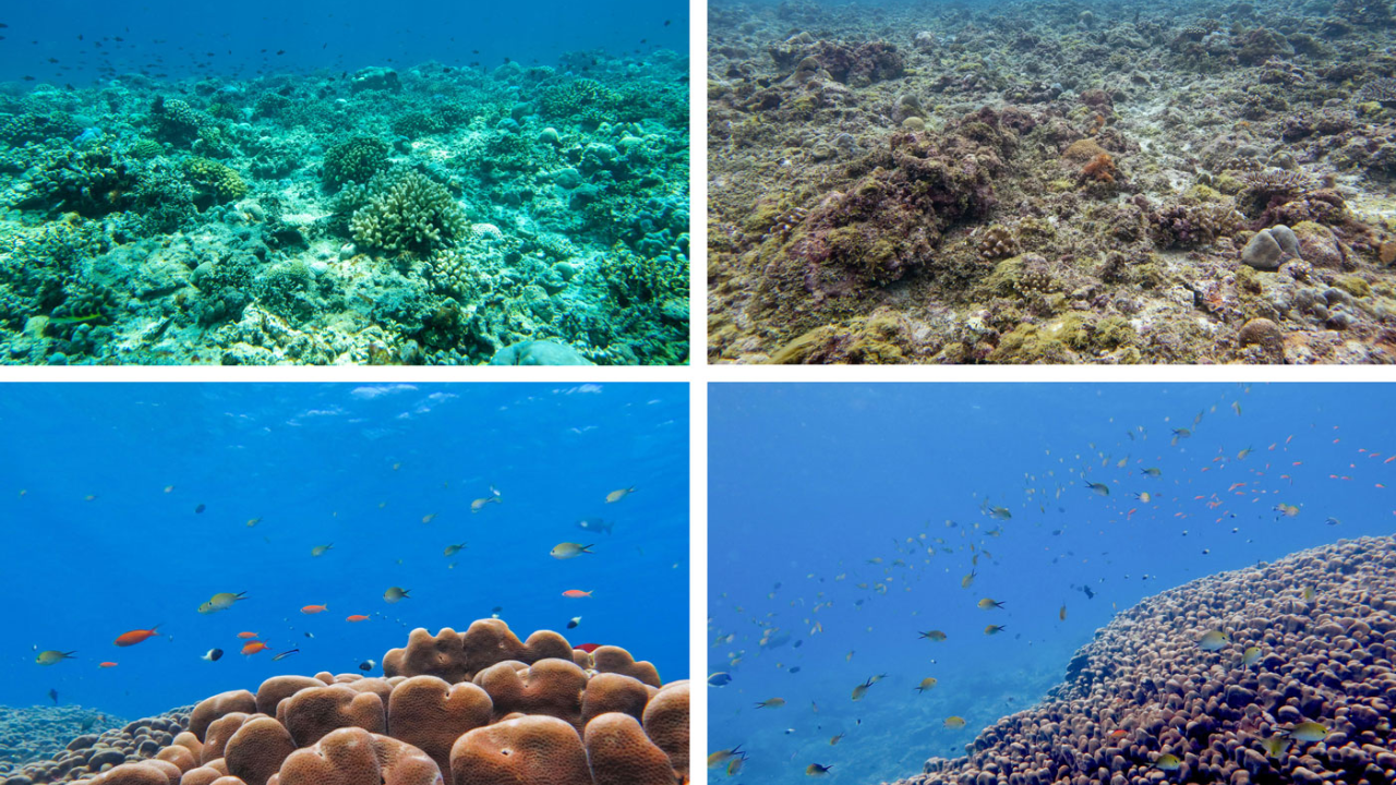 Lakshadweep’s 1,800-year-old giant potato patch coral may be among the ...