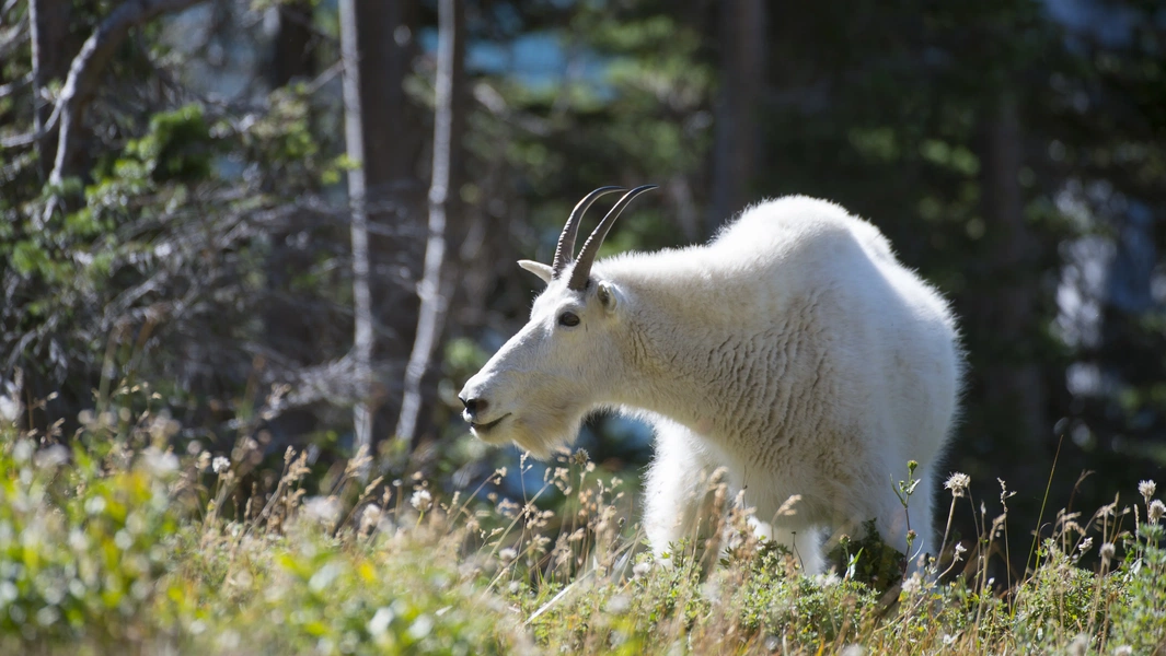 10 US states with mountain goat populations