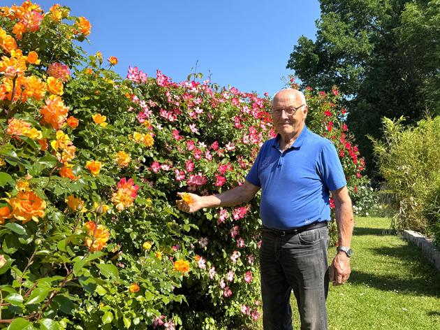 Dieter Fischer öffnet Sonntag seinen Rosengarten mit 400 Sorten