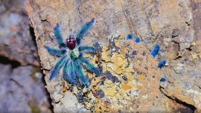 Rare video captures a jeweled tarantula tap-dancing for a much larger ...