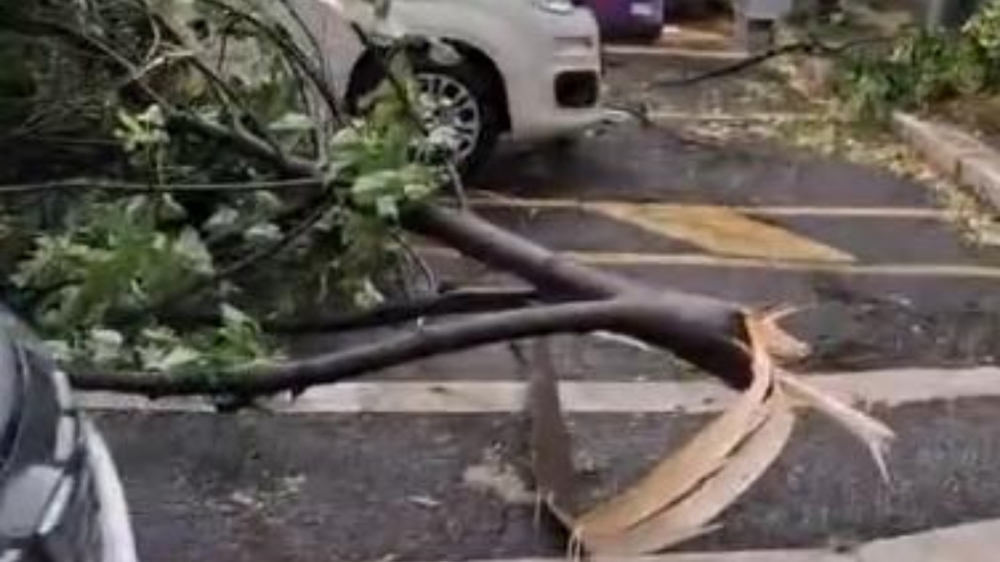 Roma, il quartiere Montesacro investito dal downburst: danni e alberi ...