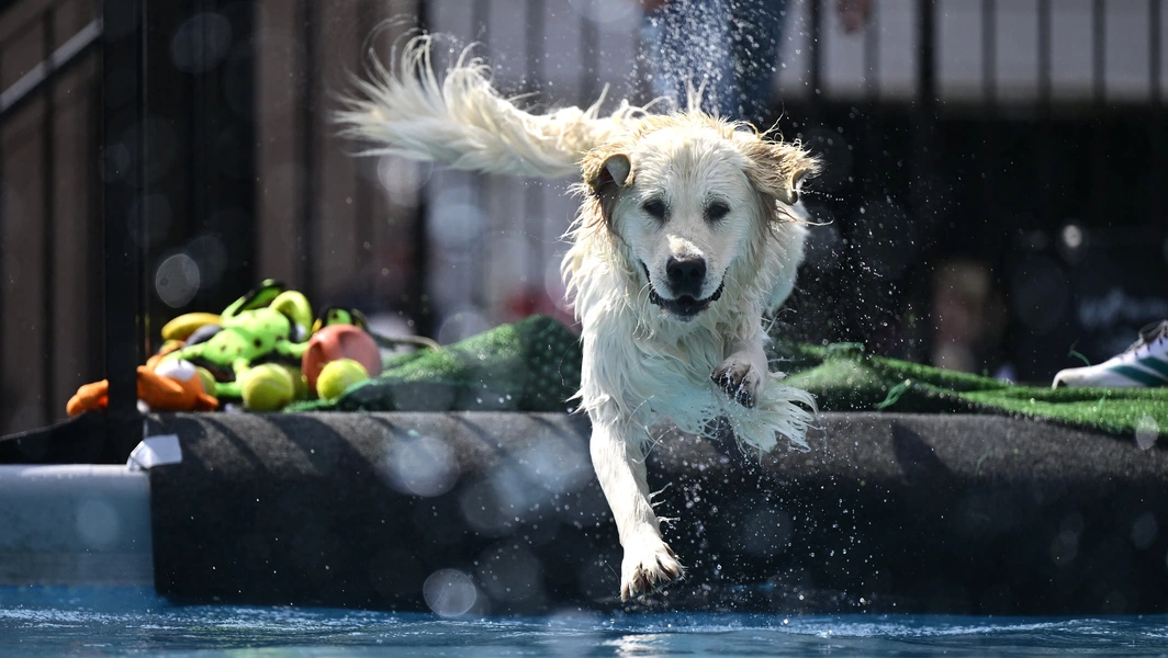11 signs your dog is deeply attached to you