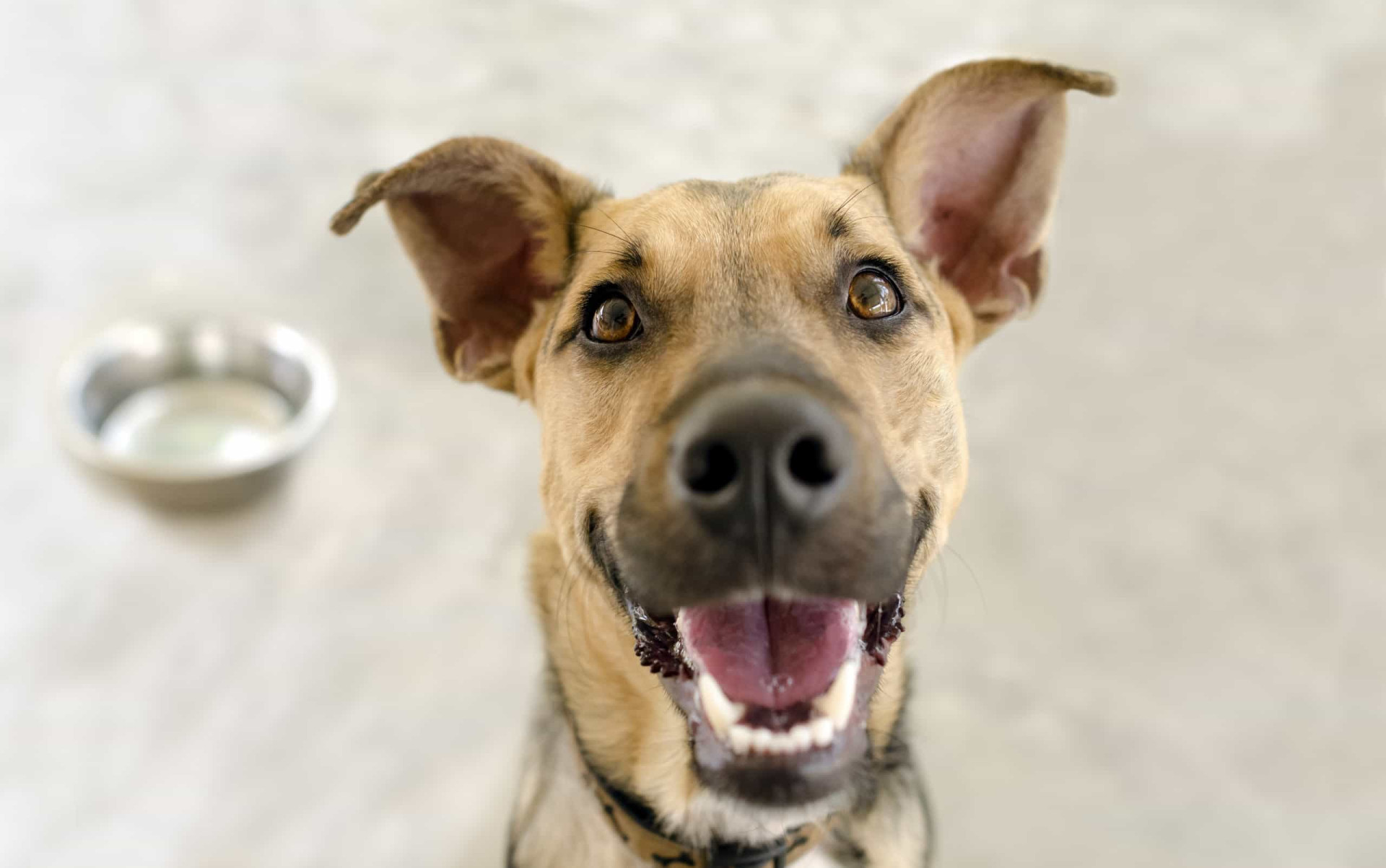 The best and worst human foods to feed your dog