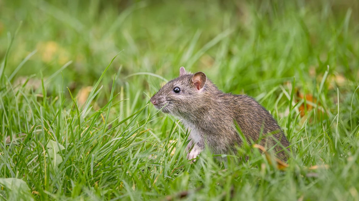 Ni veneno ni trampas: cómo ahuyentar las ratas del jardín de forma natural