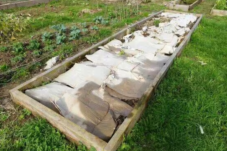 Garden weeds will wither with no digging or spraying by laying one item ...