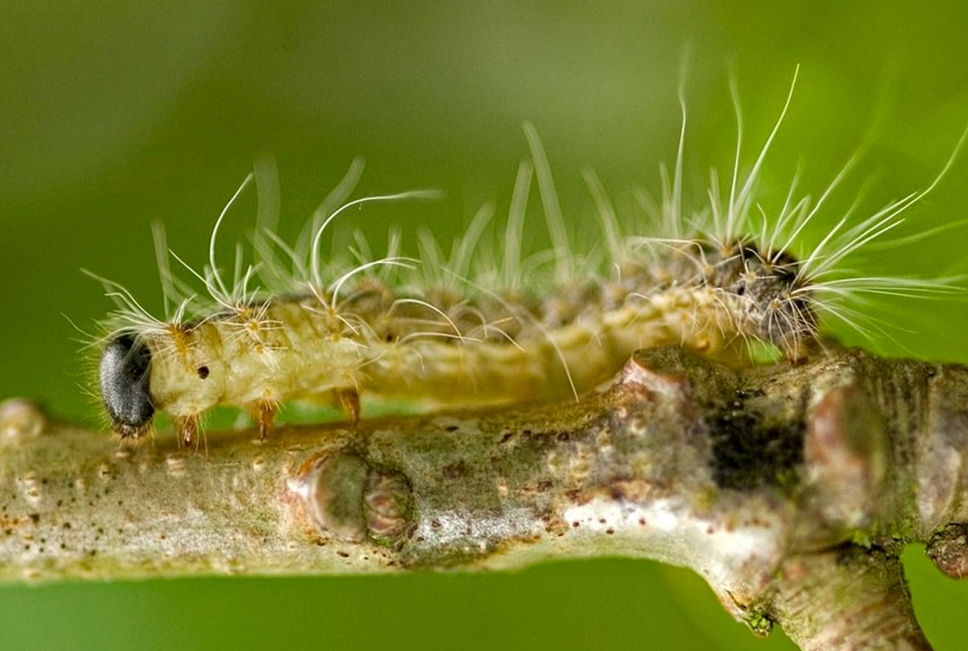 Urgent warning over dangerous caterpillars issued by council