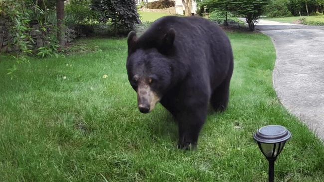 Massive bear captured casually hanging out inches from security camera