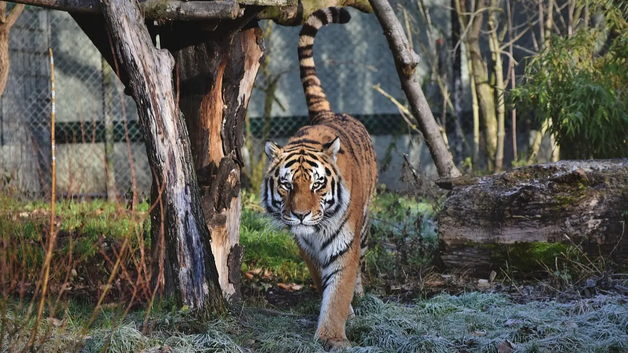 Tadoba Tiger Reserve to shut core tourism zones for three months during ...