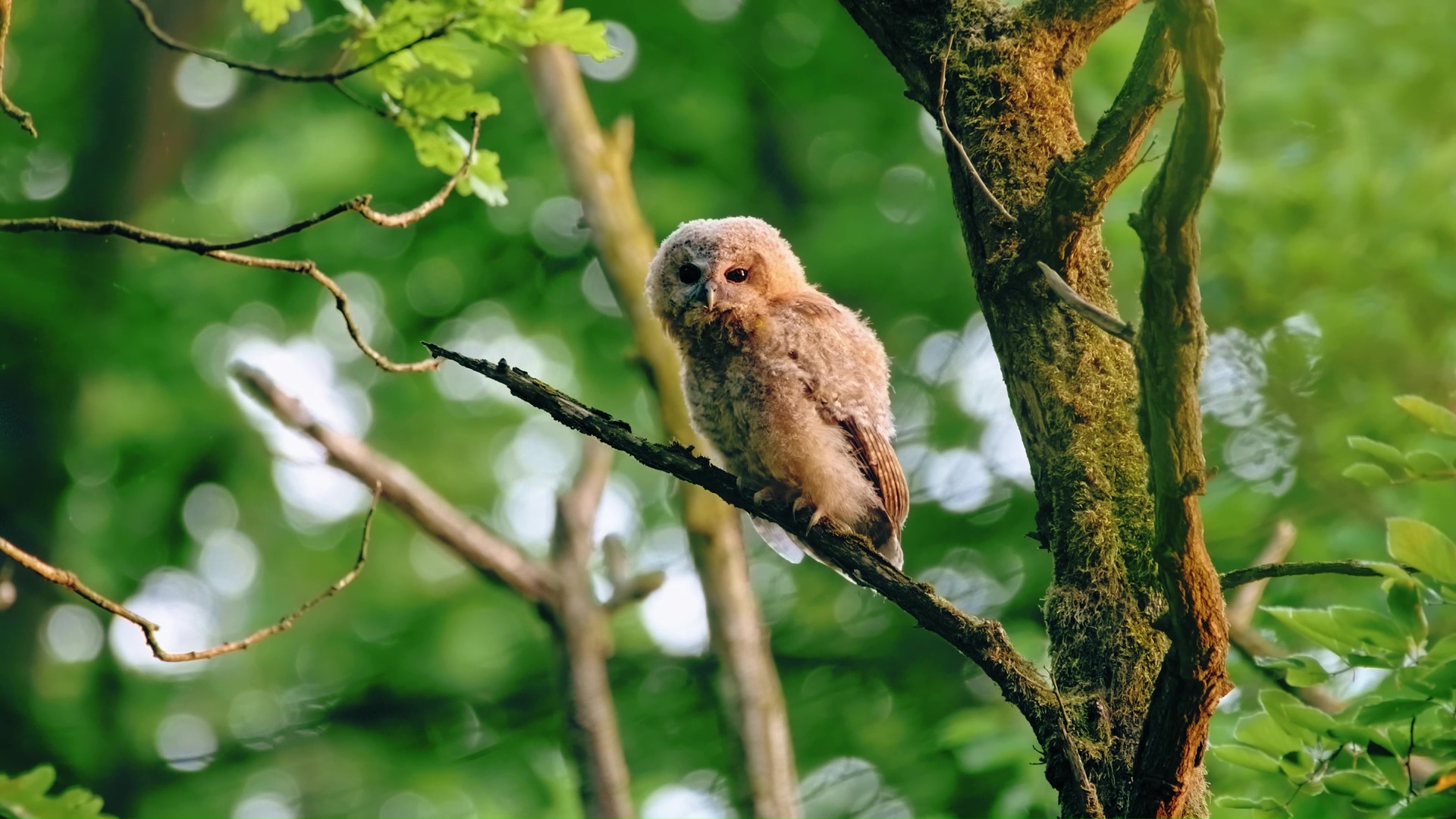 Een zeldzaam moment waarin een jonge bosuil de natuur leert