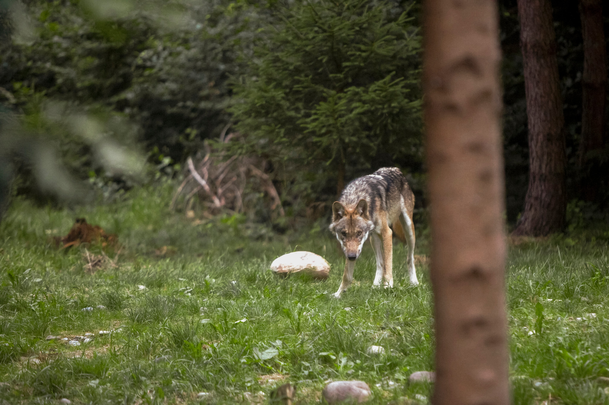 Falls der Wolf ein weiteres Tier tötet, darf er abgeschossen werden