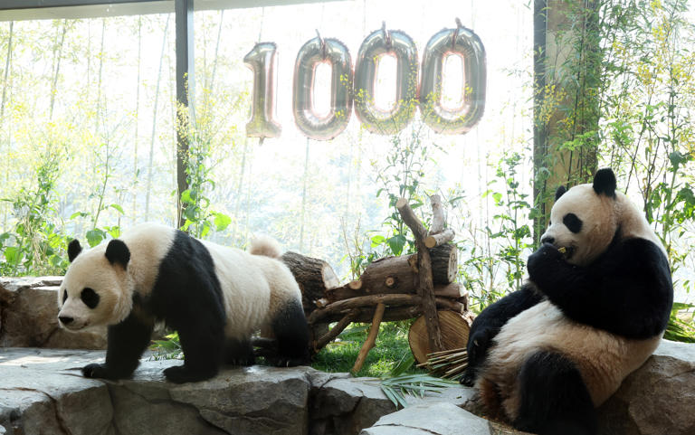 Everland's celebrity panda twins may return to China as early as winter ...