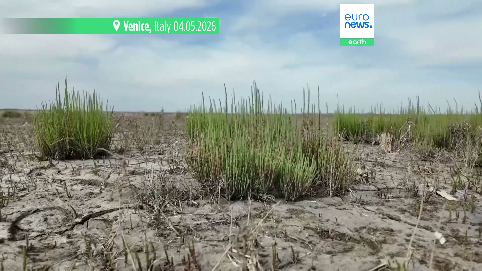 A flamboyance of flamingos flocks to Venice Lagoon thanks to EU ...