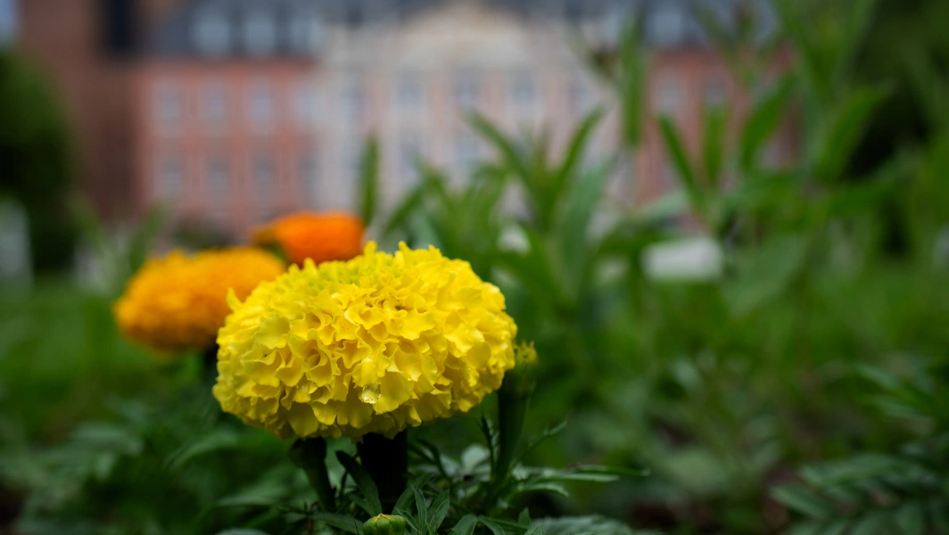 16 beautiful plants perfect for container gardens