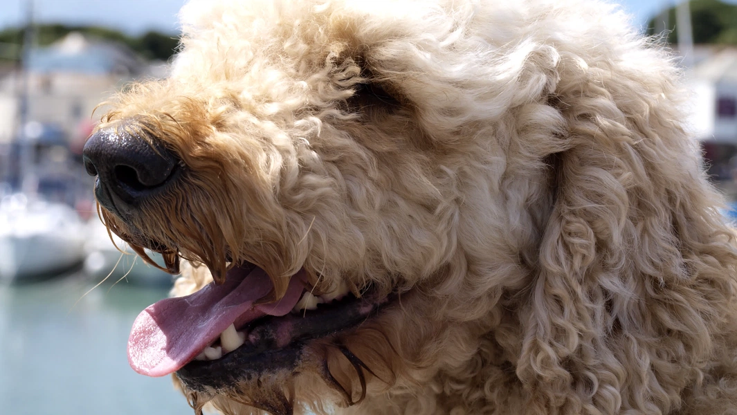 10 popular doodle dog breeds and their traits
