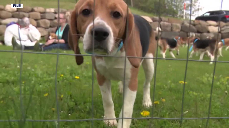 Ridglan Farms beagles get second chance as rescue effort grows