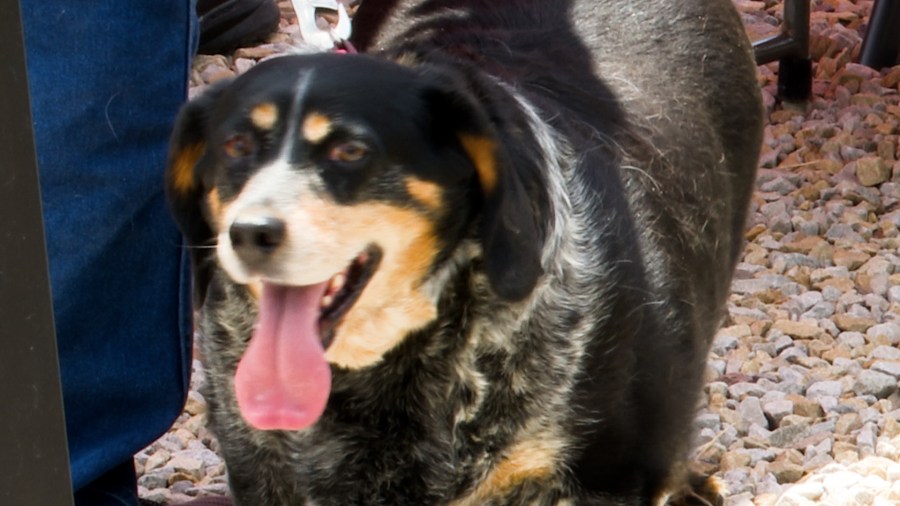 Raleigh County 2026 anti-rabies clinic brings the vet to you