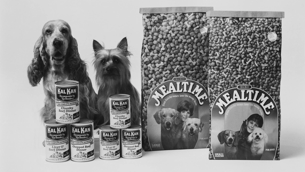 10 common foods that are toxic to dogs