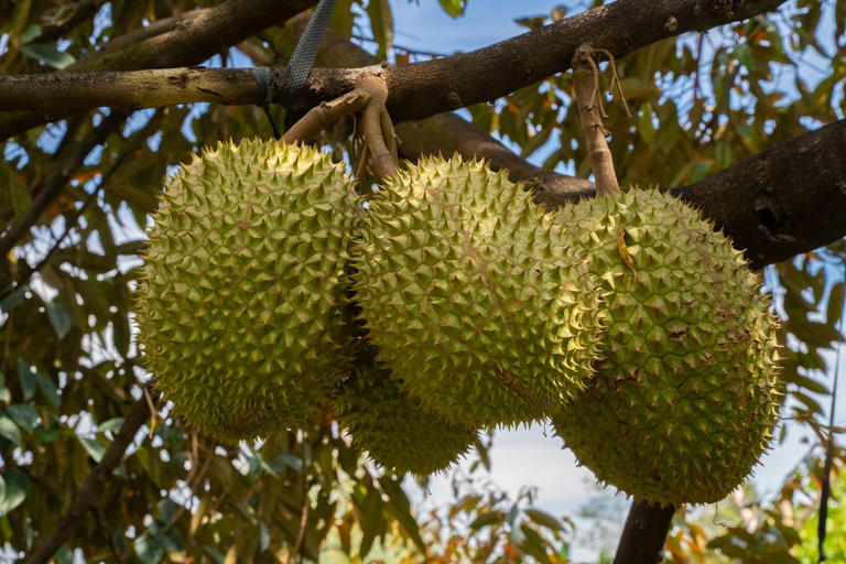 Residents warned against picking durians from Singapore’s ‘durian lane’