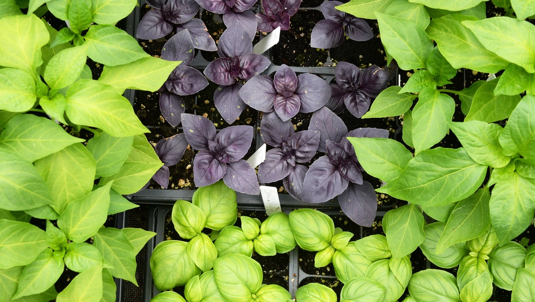 15 best and worst companion plants for peppers