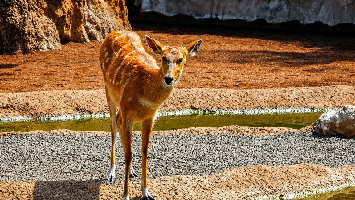 A young antelope exploring beyond its usual path