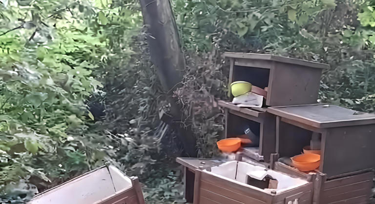 Marina, colonia felina vandalizzata. L’associazione: "Denunciamo"