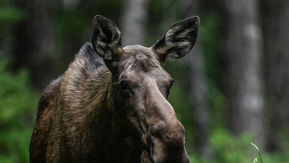 Winter ticks and their devastating impact on moose