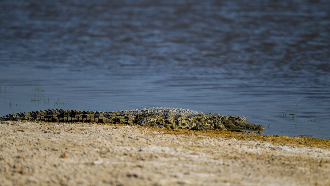 7 record-breaking Nile crocodiles and their growth factors