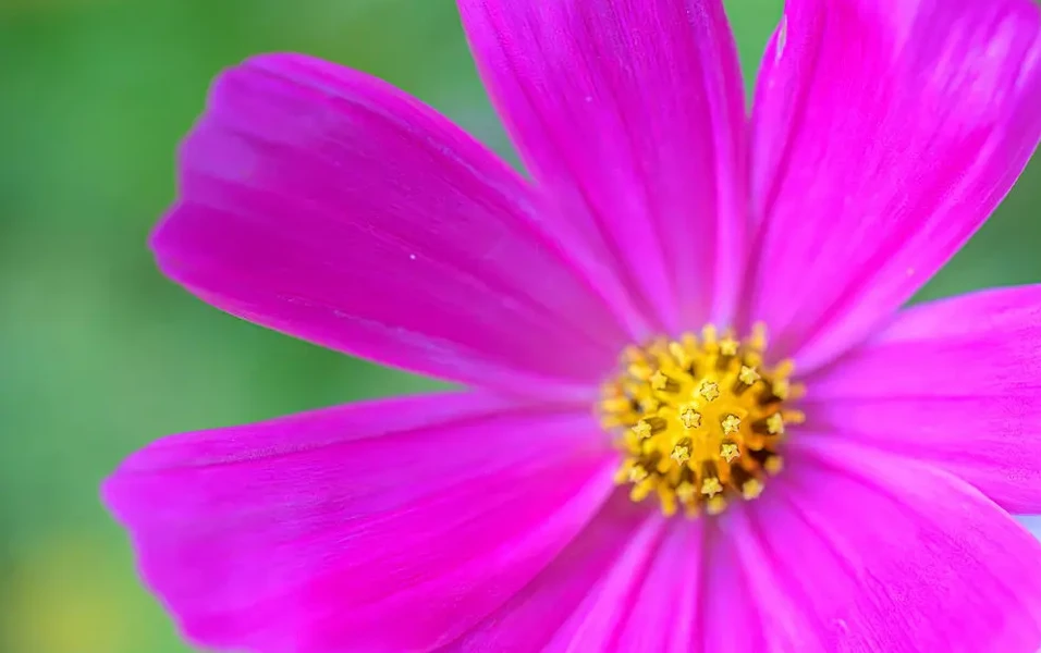 Cosmos flowers that thrive with ease