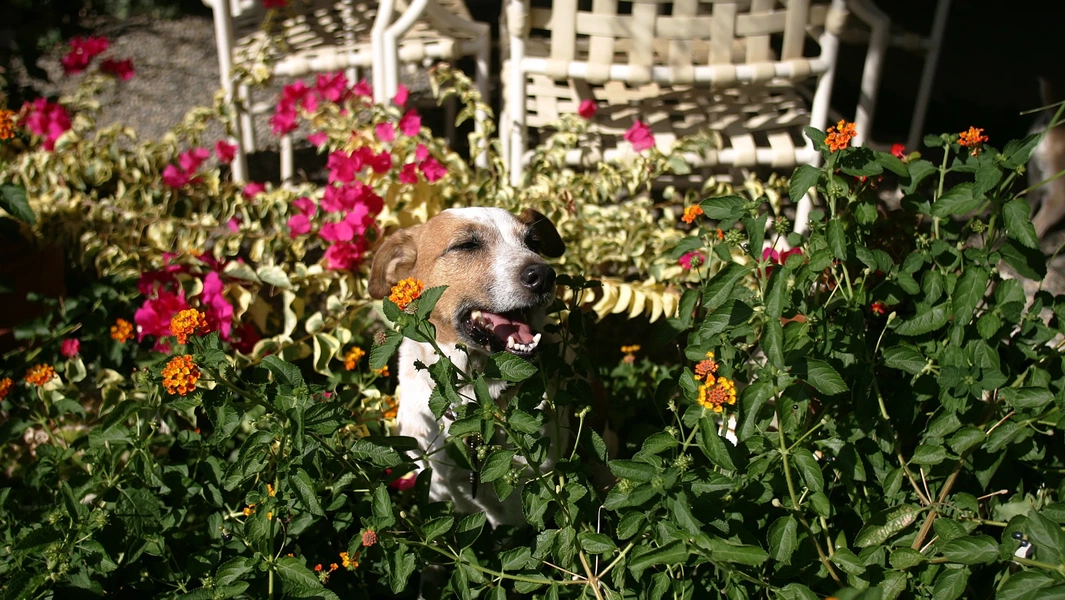 22 plants that are dangerous or safe for dogs