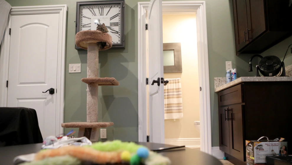 Keeping indoor cats healthy and stimulated