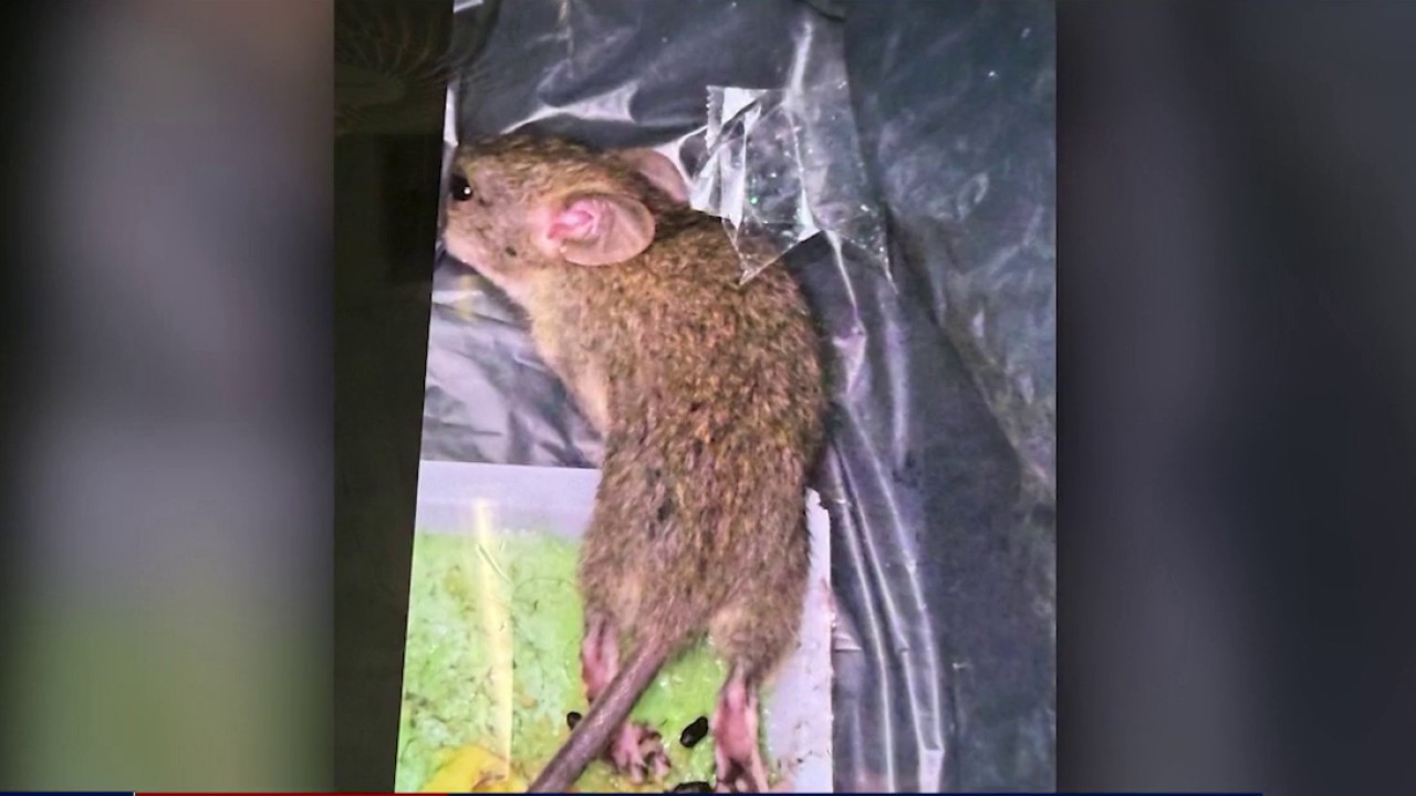 Former Chamblee IRS employee says severe rat problem led to resignation