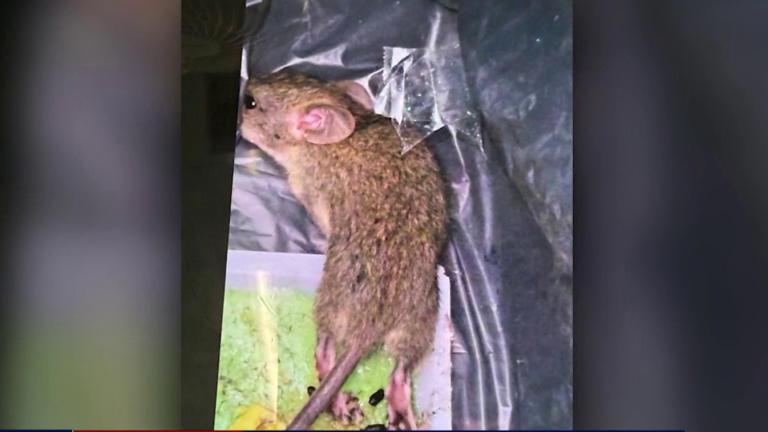 Former Chamblee IRS employee says severe rat problem led to resignation