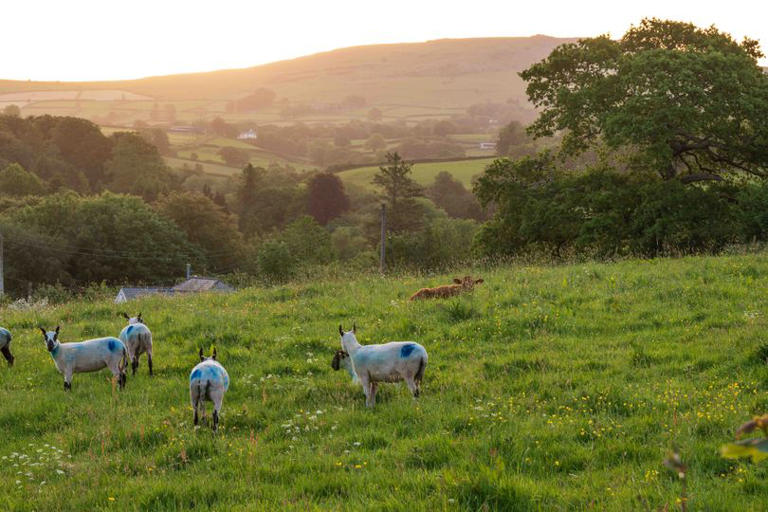 'It's not a city' as scenic Devon town fears 'urban creep'