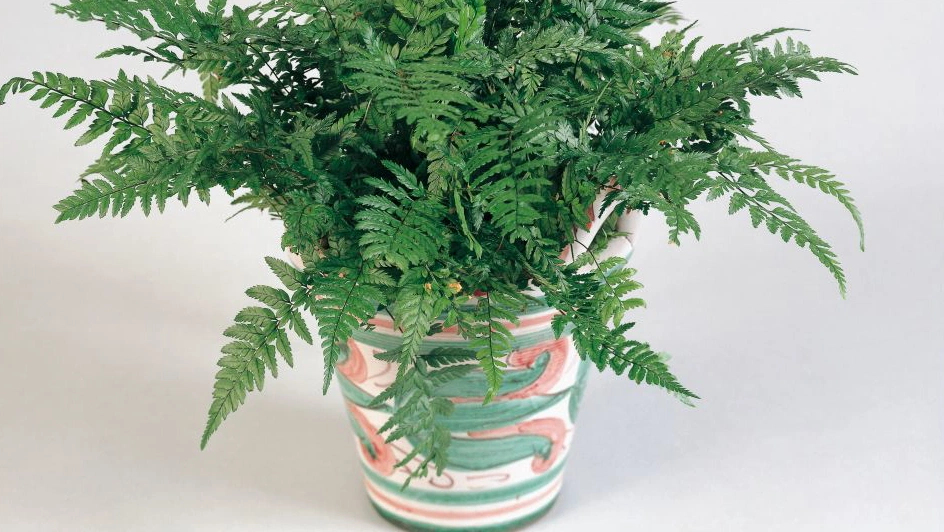 Low-light plant care made simple for beginners