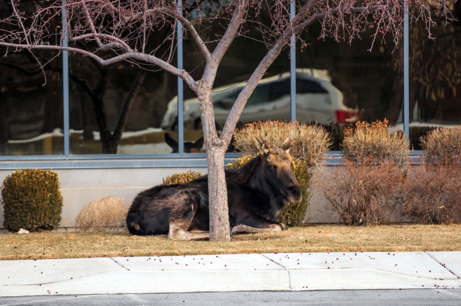 Should you feed them? DWR has some tips to keep wildlife out of your ...