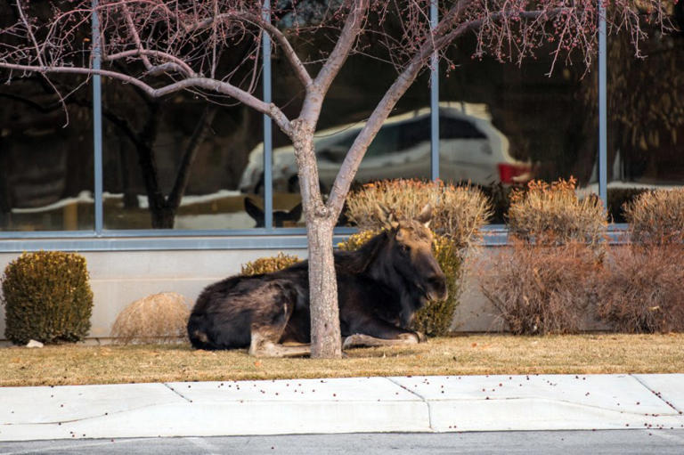 Should you feed them? DWR has some tips to keep wildlife out of your ...