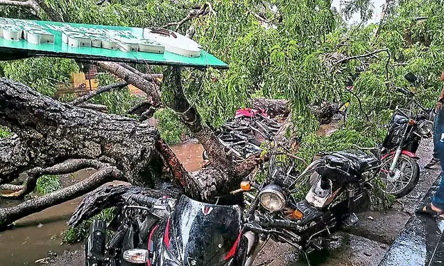 150-year-old tree uprooted in storm; two-wheelers damaged, main road ...