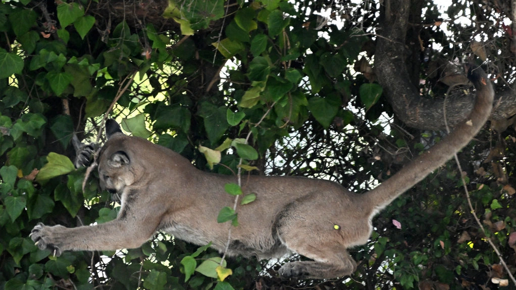 15 states with rising mountain lion sightings