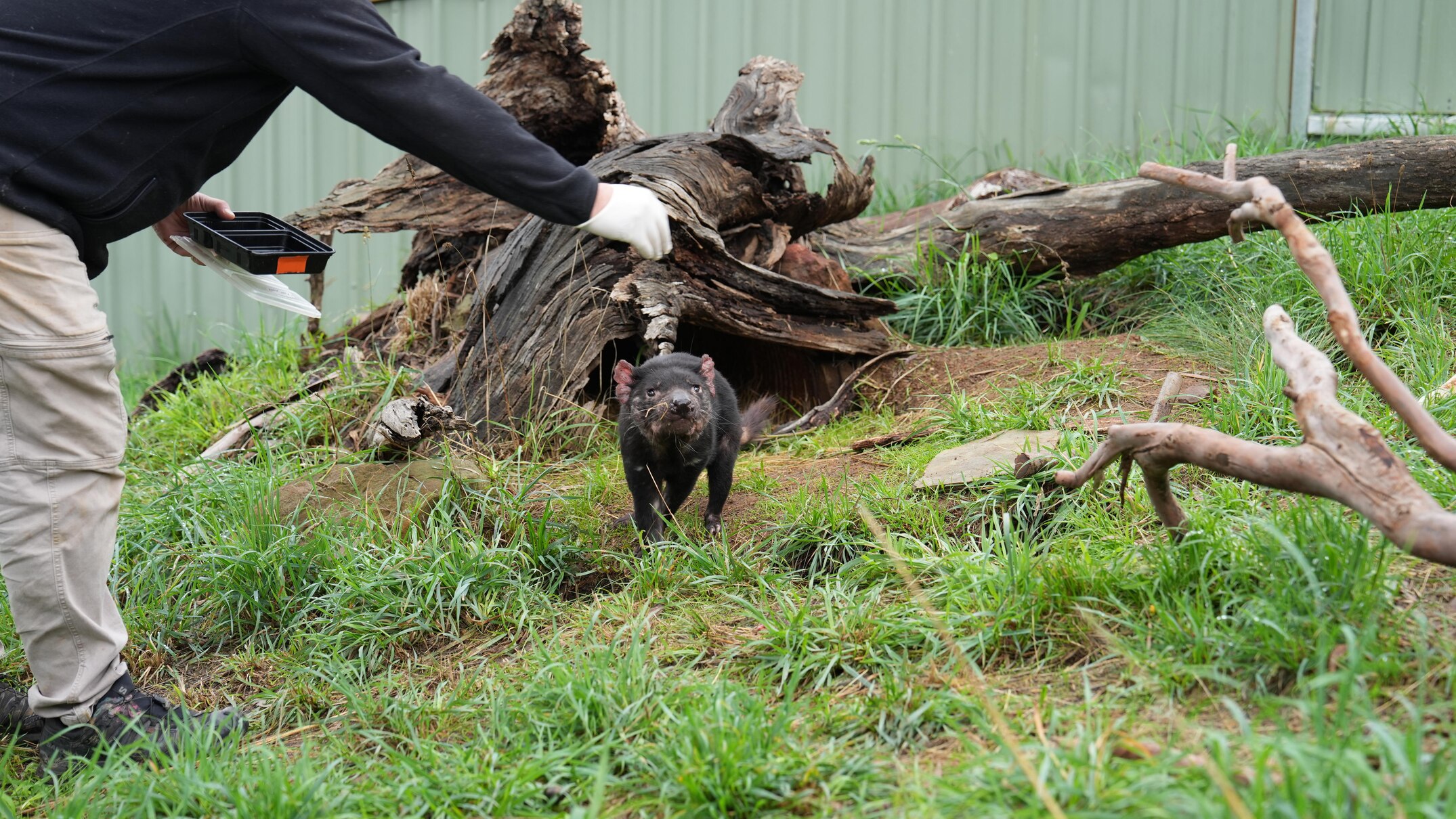 Missing Tasmanian devil will likely survive, as Gold Coast search spans ...