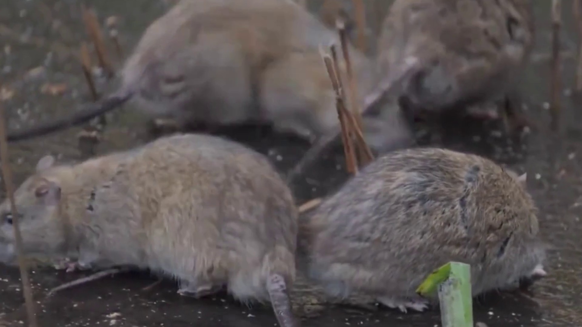Are rat-related store closures becoming more common in San Jose?