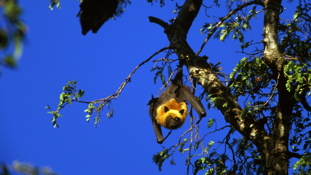 14 mammals with extraordinary behaviors and adaptations