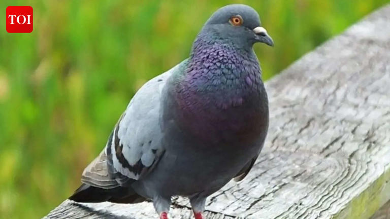 How do pigeons navigate their way back home? Study finds built-in GPS ...