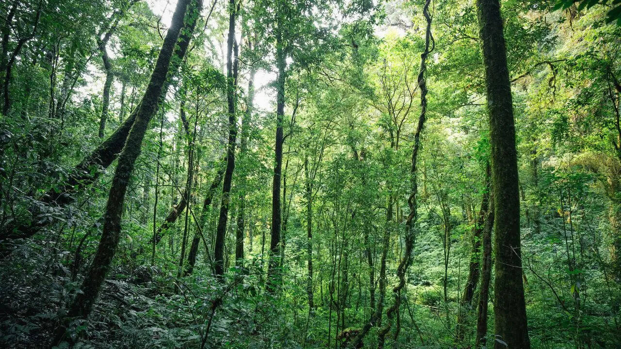 Most mysterious forests in India and the legends around them