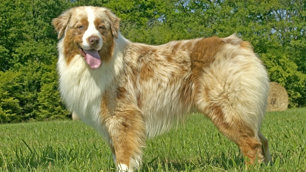 Life with an Australian shepherd