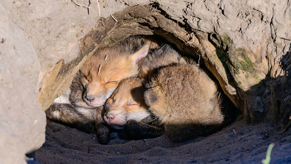 Life of a fox pup from den to wild