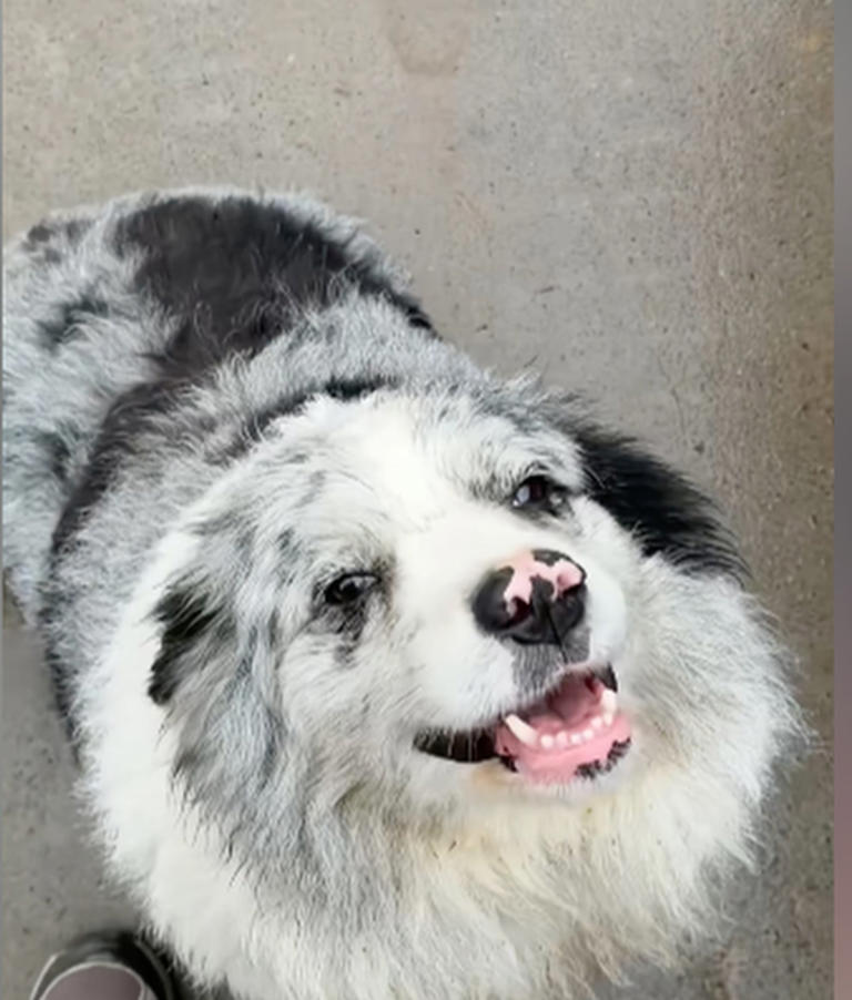 China celebrity dog stolen, sold for US$25 and eaten; owner sues ...