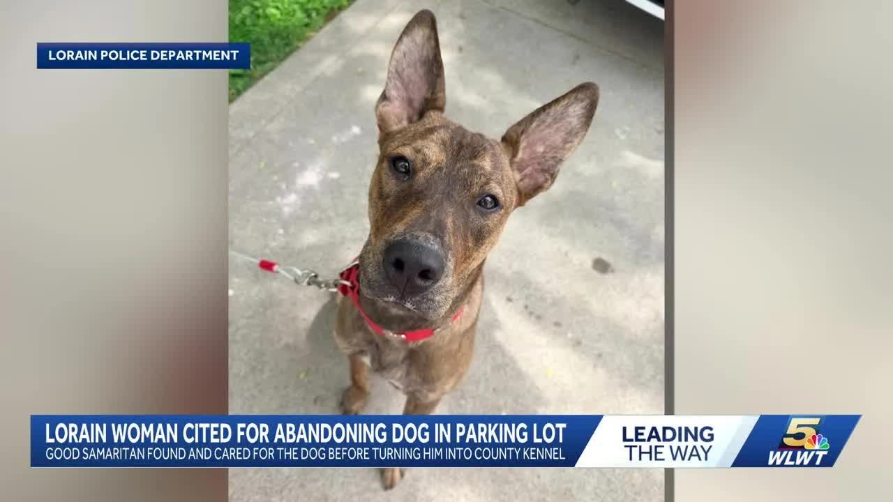 Dog abandoned in Lorain parking lot found safe, woman charged