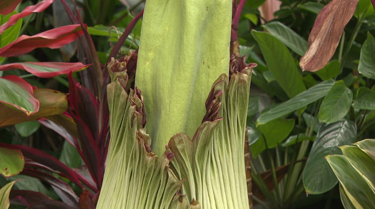 Foster Botanical Garden: Second corpse flower blooms this year